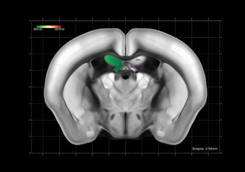 Longitudinal Axis Atlas