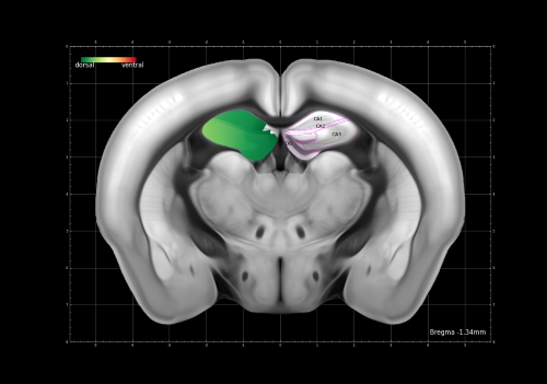 Longitudinal Axis Atlas