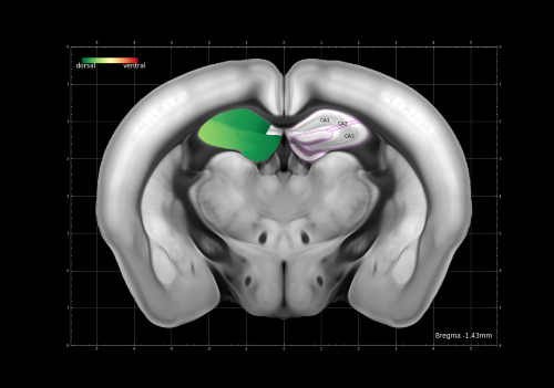 Longitudinal Axis Atlas