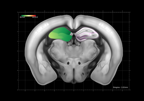 Longitudinal Axis Atlas