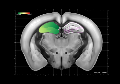 Longitudinal Axis Atlas